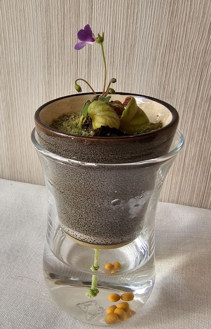 Micro Sinningia Mary Jane's Pixie (with porcelain pot) - self-watering ...