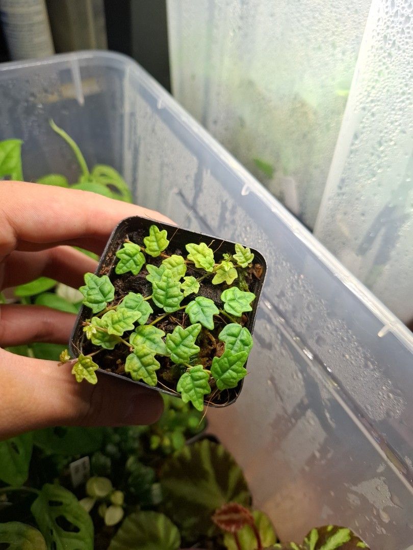 Ficus pumila 'Quercifolia' SYN: String of frogs/oak leaf creeping fig ...