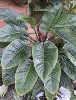 Cordyline plant, Furniture & Home Living, Gardening, Plants & Seeds on ...