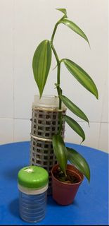 Vanilla bean For Sale | Plants & Seeds | Carousell Singapore