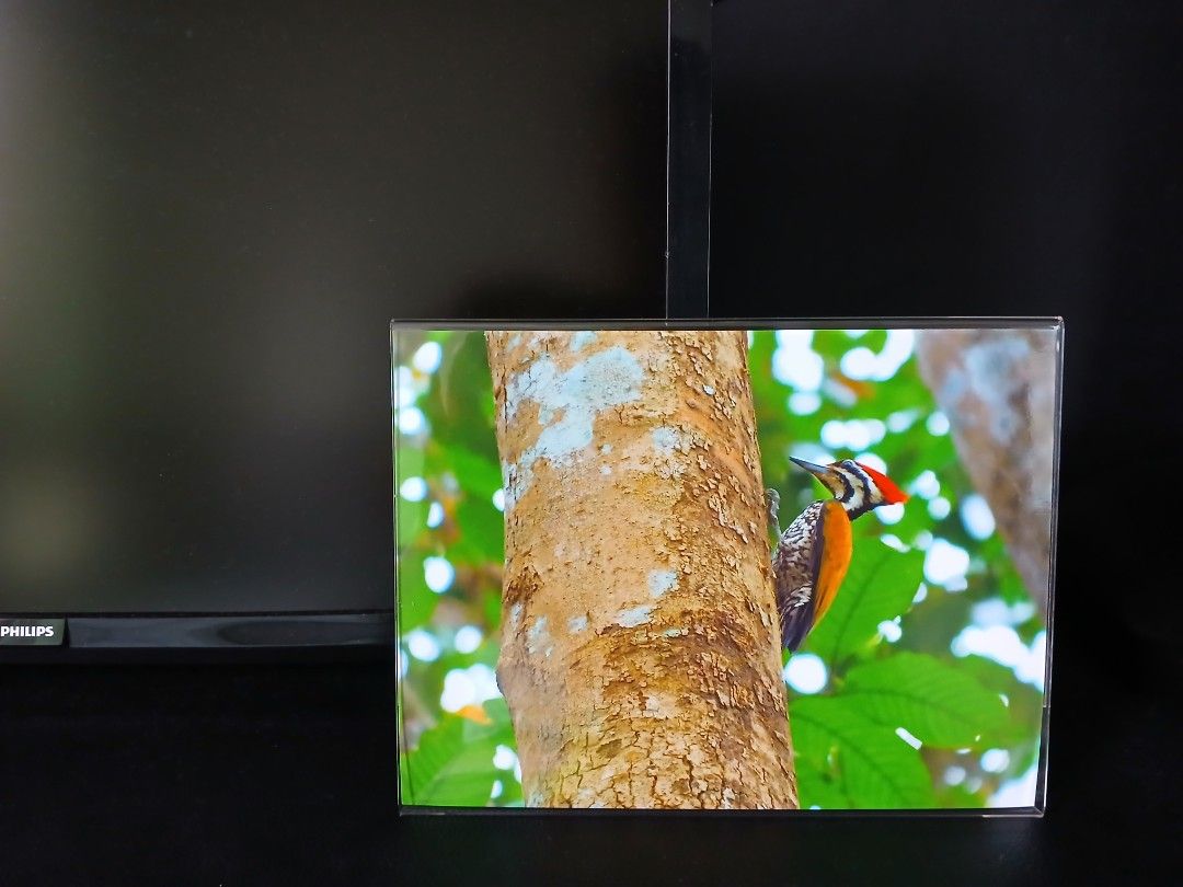 Bird with frame, Hobbies & Toys, Art & Prints on Carousell