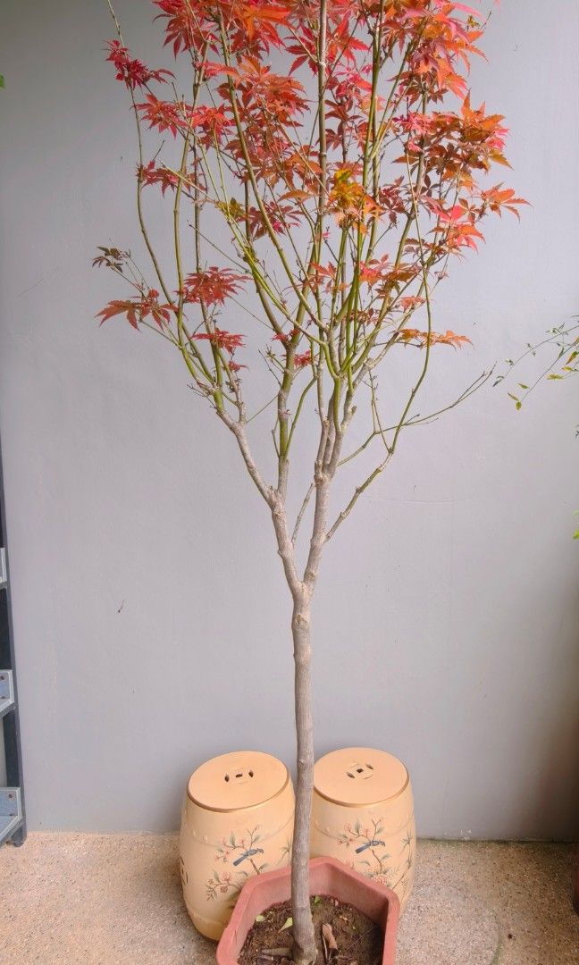 Japanese Red Maple Tree, Furniture & Home Living, Gardening, Plants ...