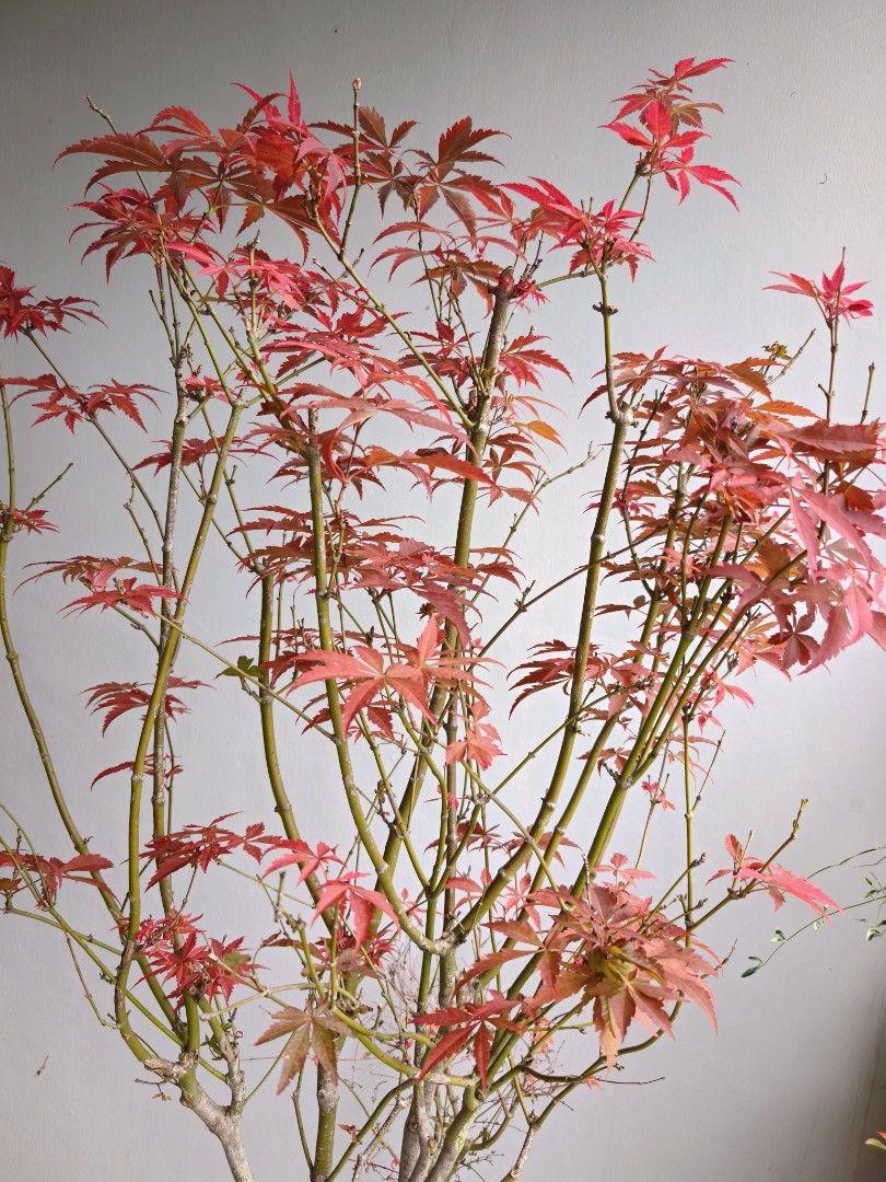 Japanese Red Maple Tree, Furniture & Home Living, Gardening, Plants ...