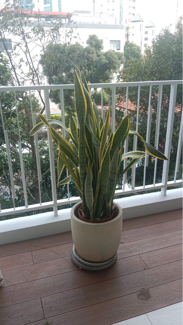 Large Snake Plant in Fiber Clay Pot with Wheels, Furniture & Home ...