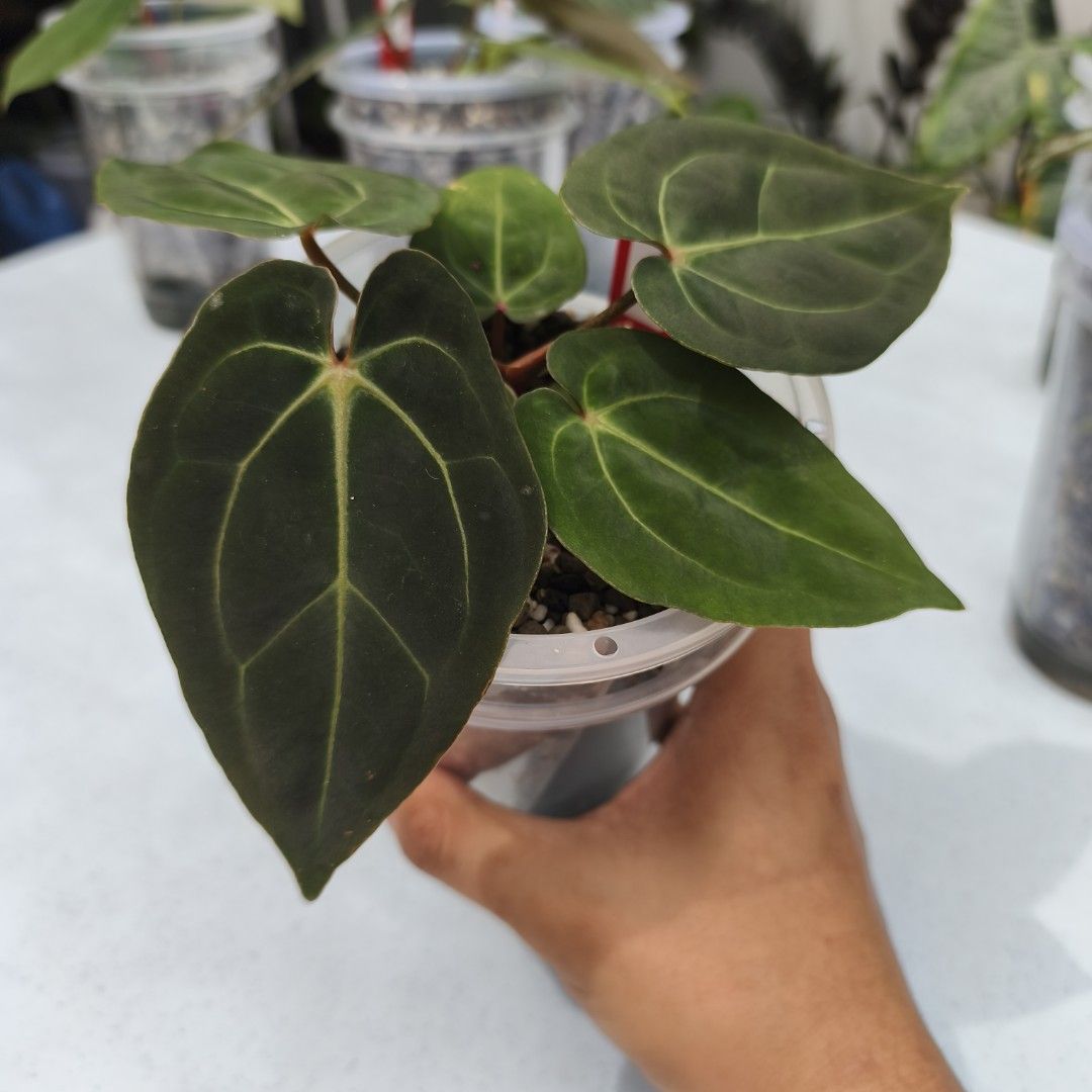 Anthurium Besseae Dark Form x Red Vein Dark Phoenix Rm80, Furniture ...