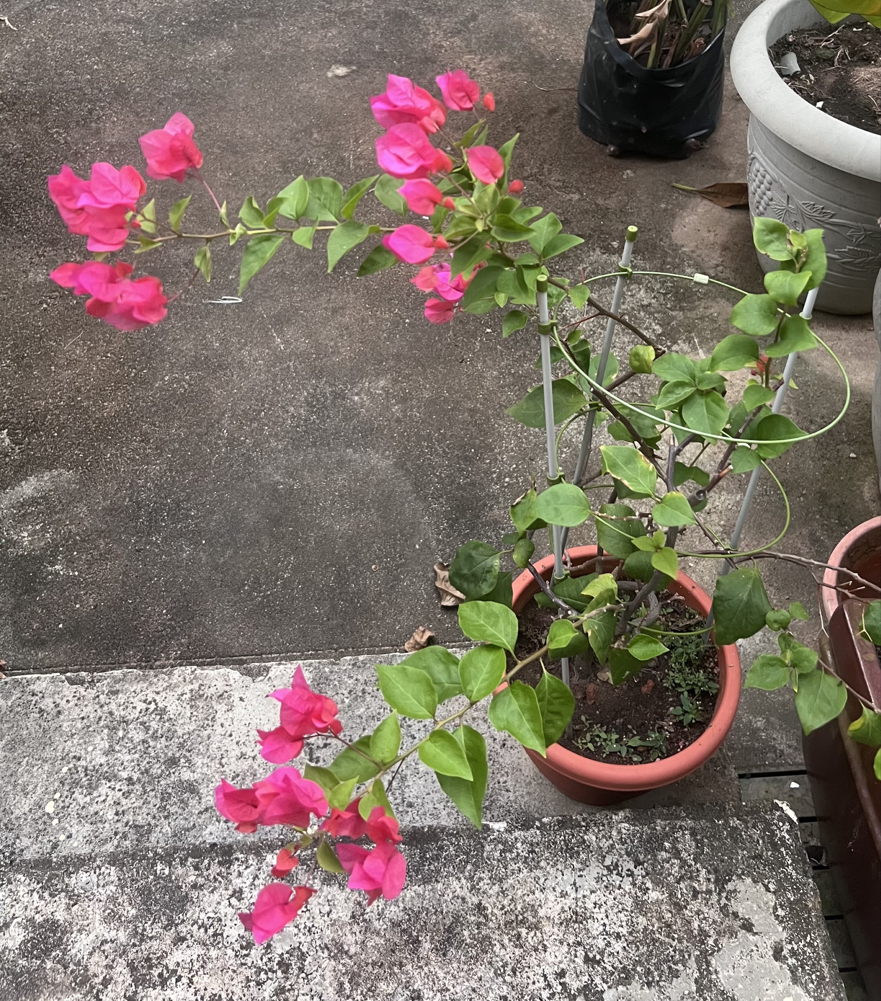Bougainville - dancing in the wind 💕, Furniture & Home Living ...