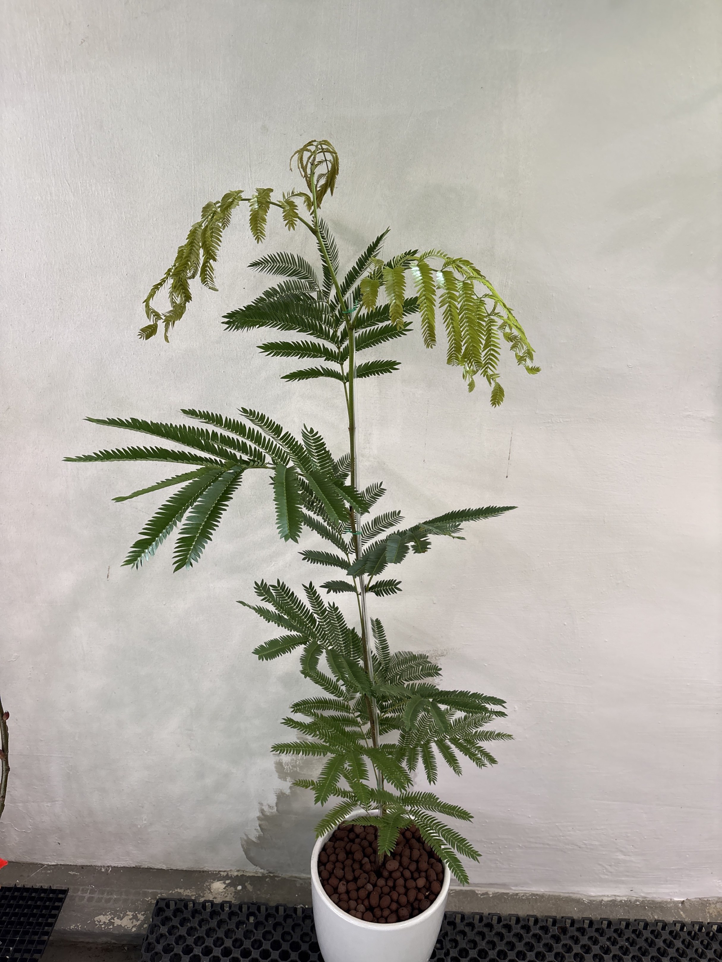 Everfresh Tree 1.4m tall in ceramic pot, Furniture & Home Living ...