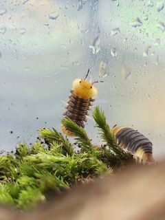 Cappuccino Isopods, Pet Supplies, Pet Food on Carousell