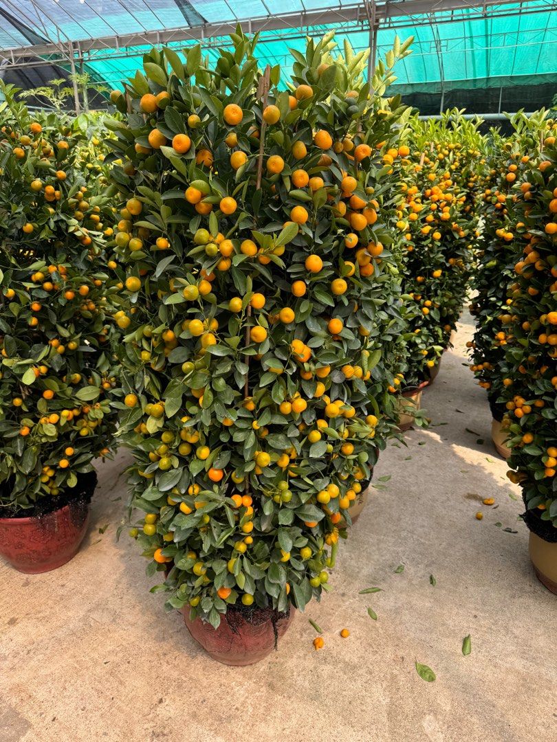 Lime Orange Tree 1.8 meter height – Auspicious Lunar New Year Citrus ...