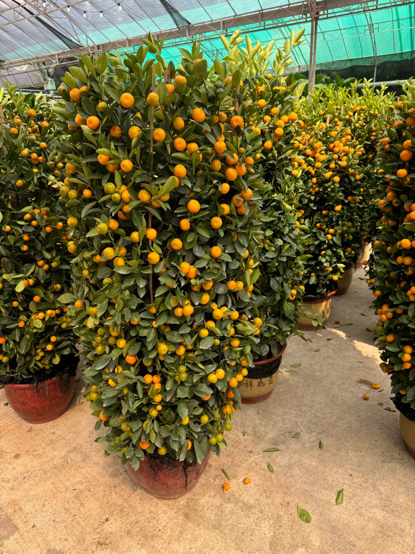 Lime Orange Tree 1.8 meter height – Auspicious Lunar New Year Citrus ...