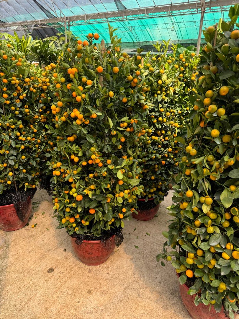 Lime Orange Tree 1.8 meter height – Auspicious Lunar New Year Citrus ...