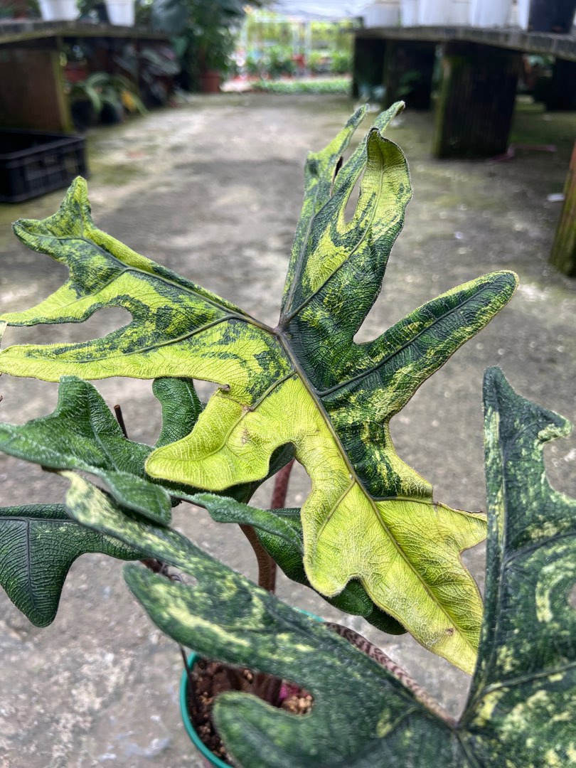 Alocasia Jacklyn aurea variegated, Furniture & Home Living, Gardening ...