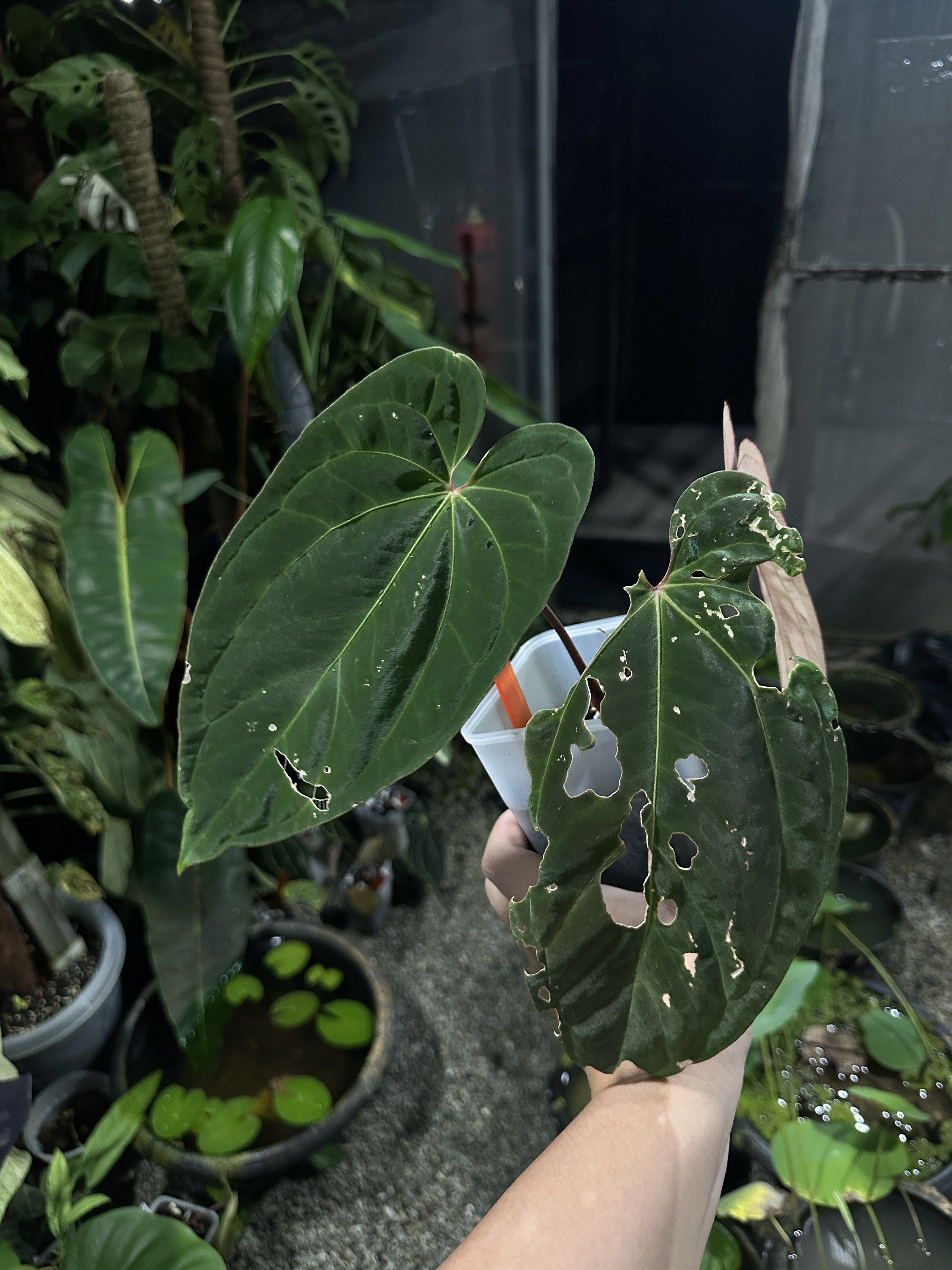 Anthurium Besseae x BVEP (old leaves eaten, new leaf good), Furniture ...