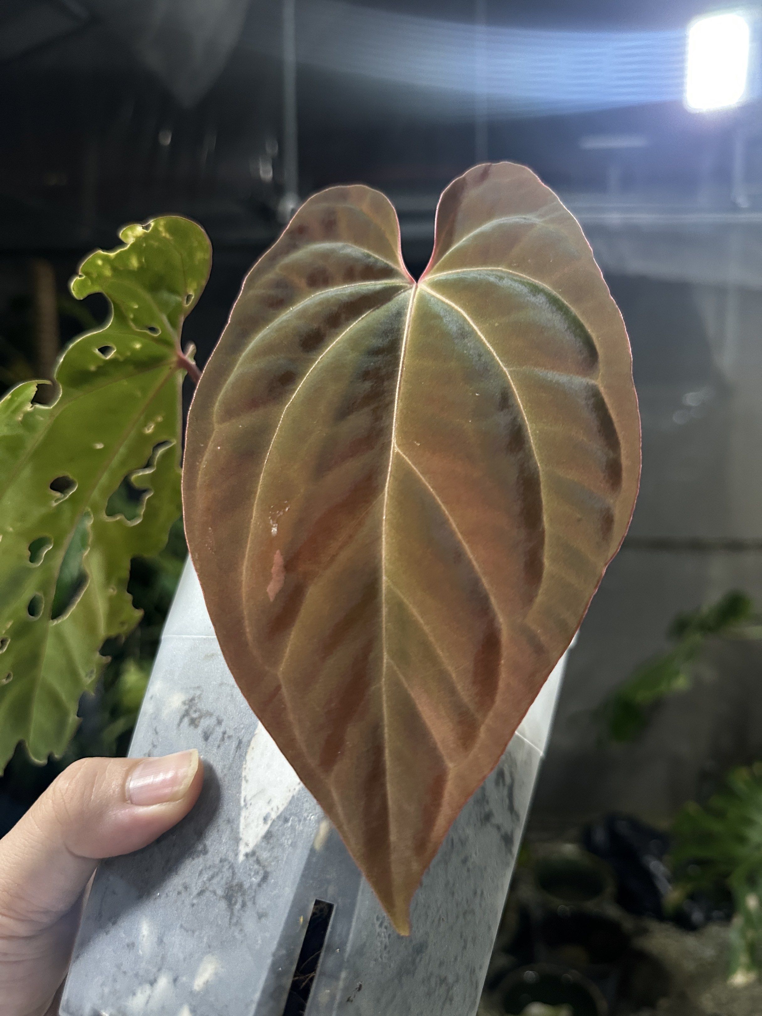 Anthurium Besseae x BVEP (old leaves eaten, new leaf good), Furniture ...