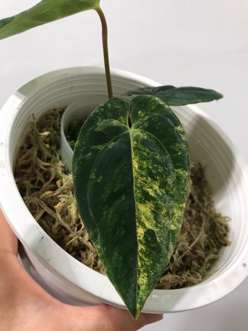 Anthurium Papi x Papi Guna Yala variegated, Furniture & Home Living ...