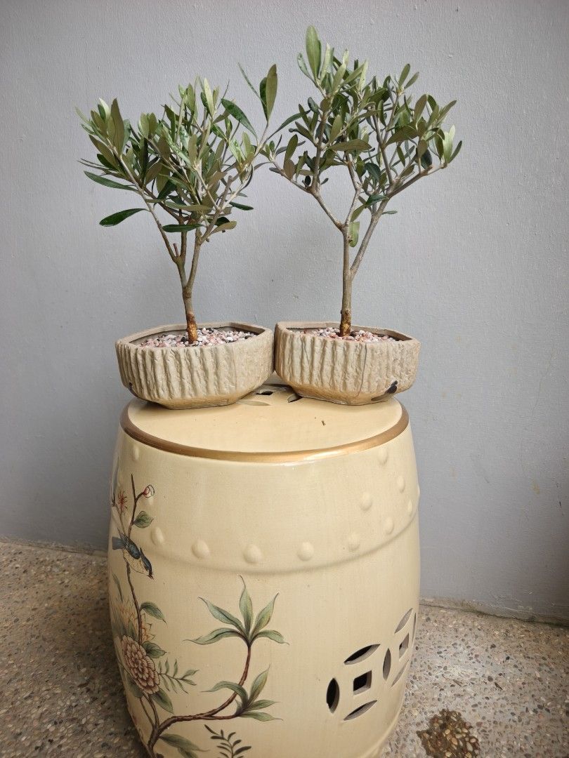 Bonsai Olive Tree, Furniture & Home Living, Gardening, Plants & Seeds ...