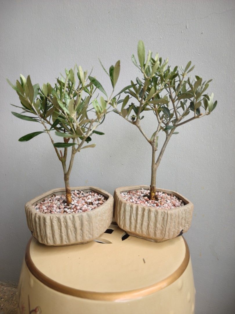 Bonsai Olive Tree, Furniture & Home Living, Gardening, Plants & Seeds ...