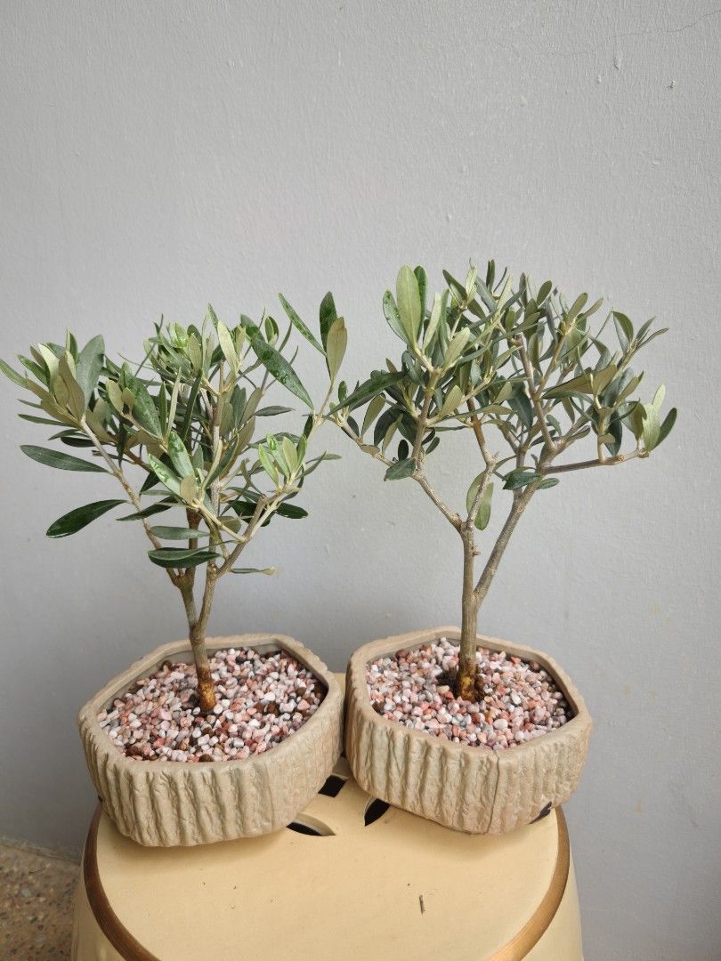 Bonsai Olive Tree, Furniture & Home Living, Gardening, Plants & Seeds ...