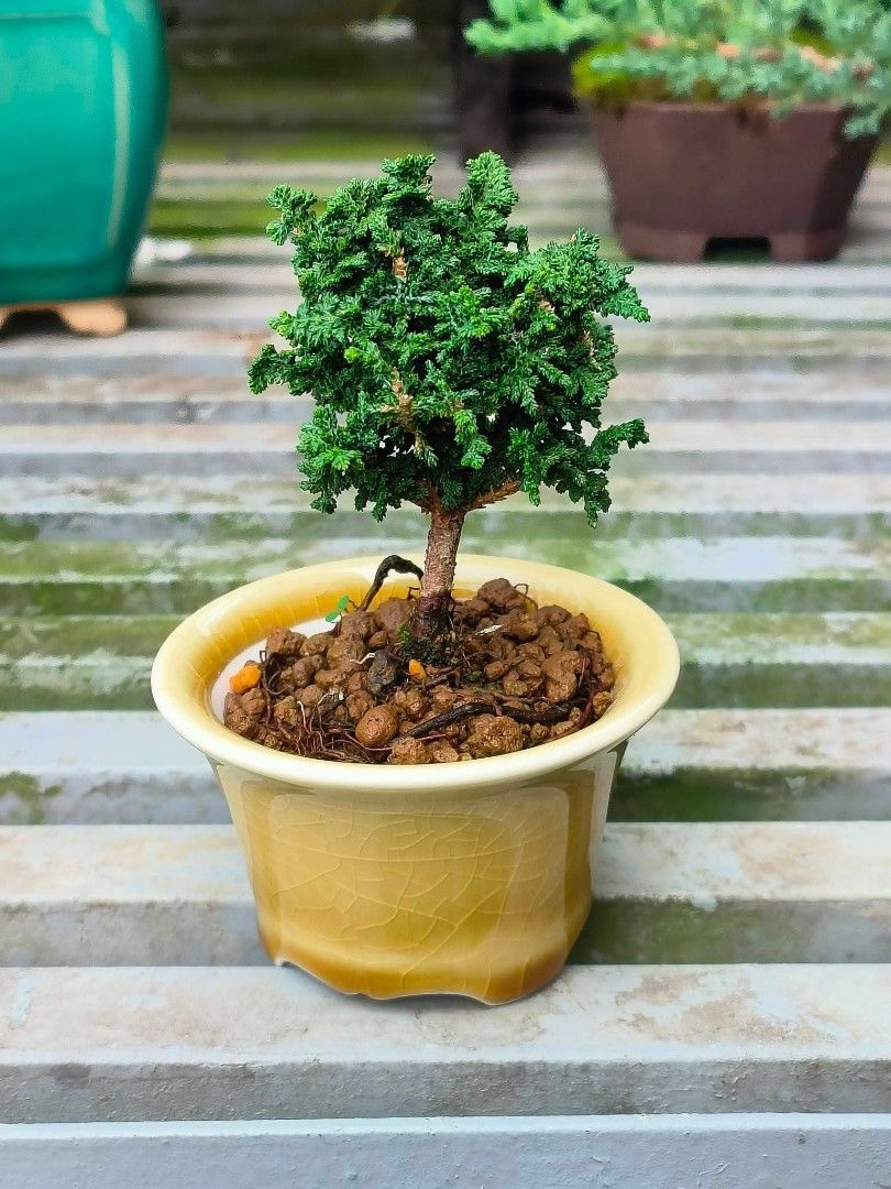 Japanese Sekka Hinoki, Furniture & Home Living, Gardening, Plants ...