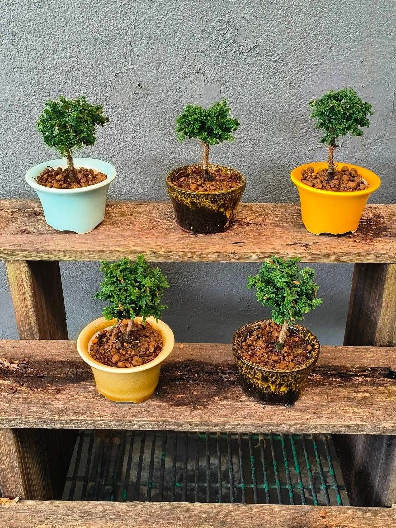 Japanese Sekka Hinoki, Furniture & Home Living, Gardening, Plants ...