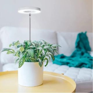 full+spectrum+light+shopee - View all full+spectrum+light+shopee ads in ...