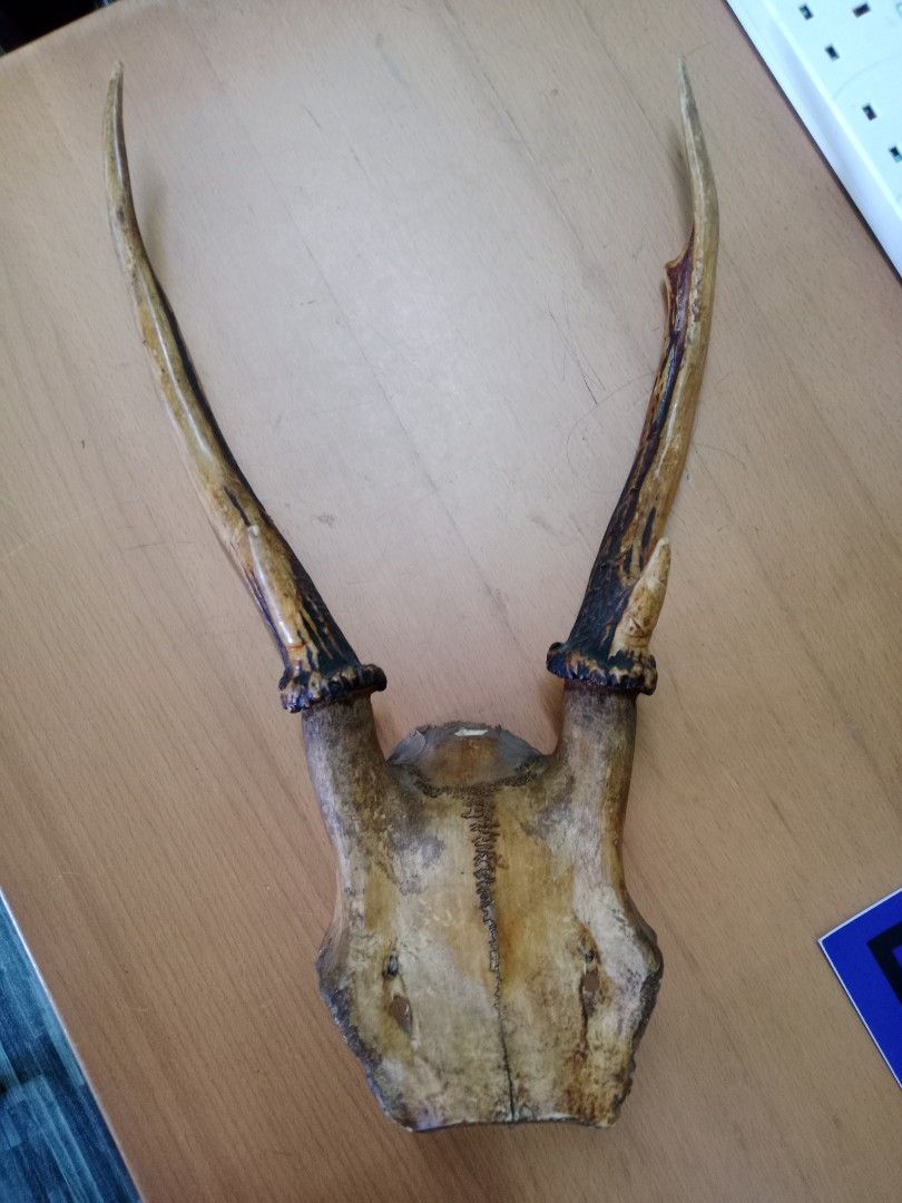 Roe Deer Antler Trophy Mount, Looking For on Carousell