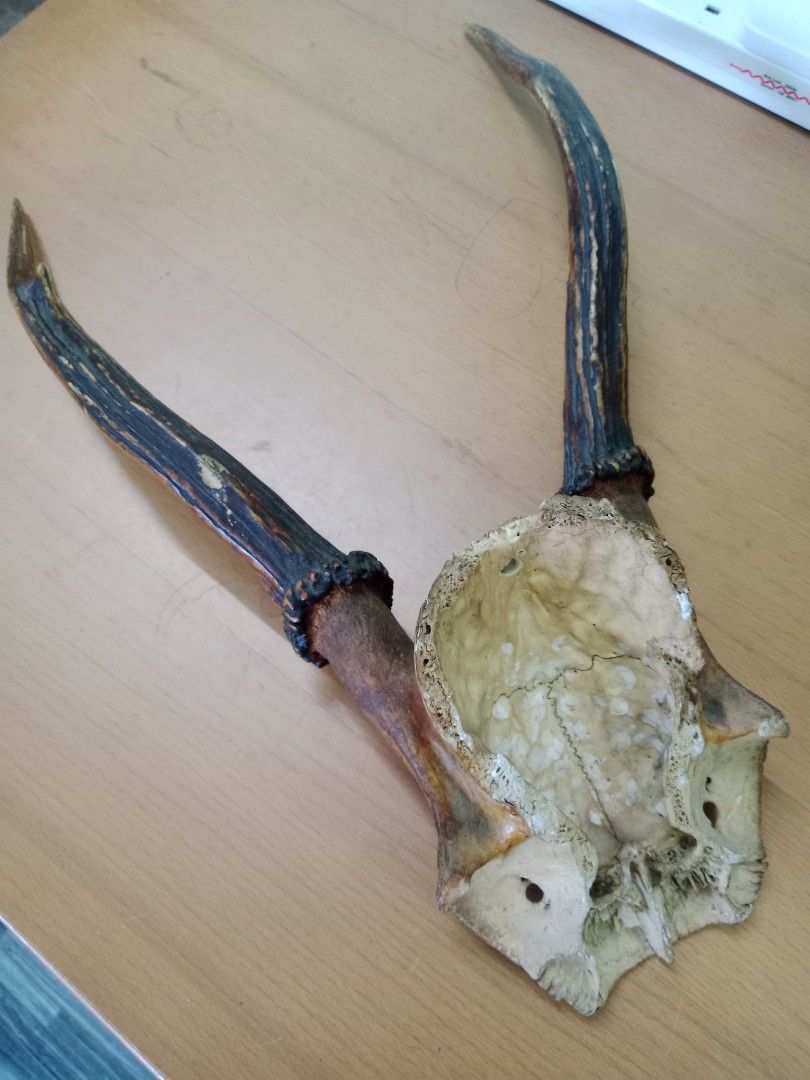 Roe Deer Antler Trophy Mount, Looking For on Carousell