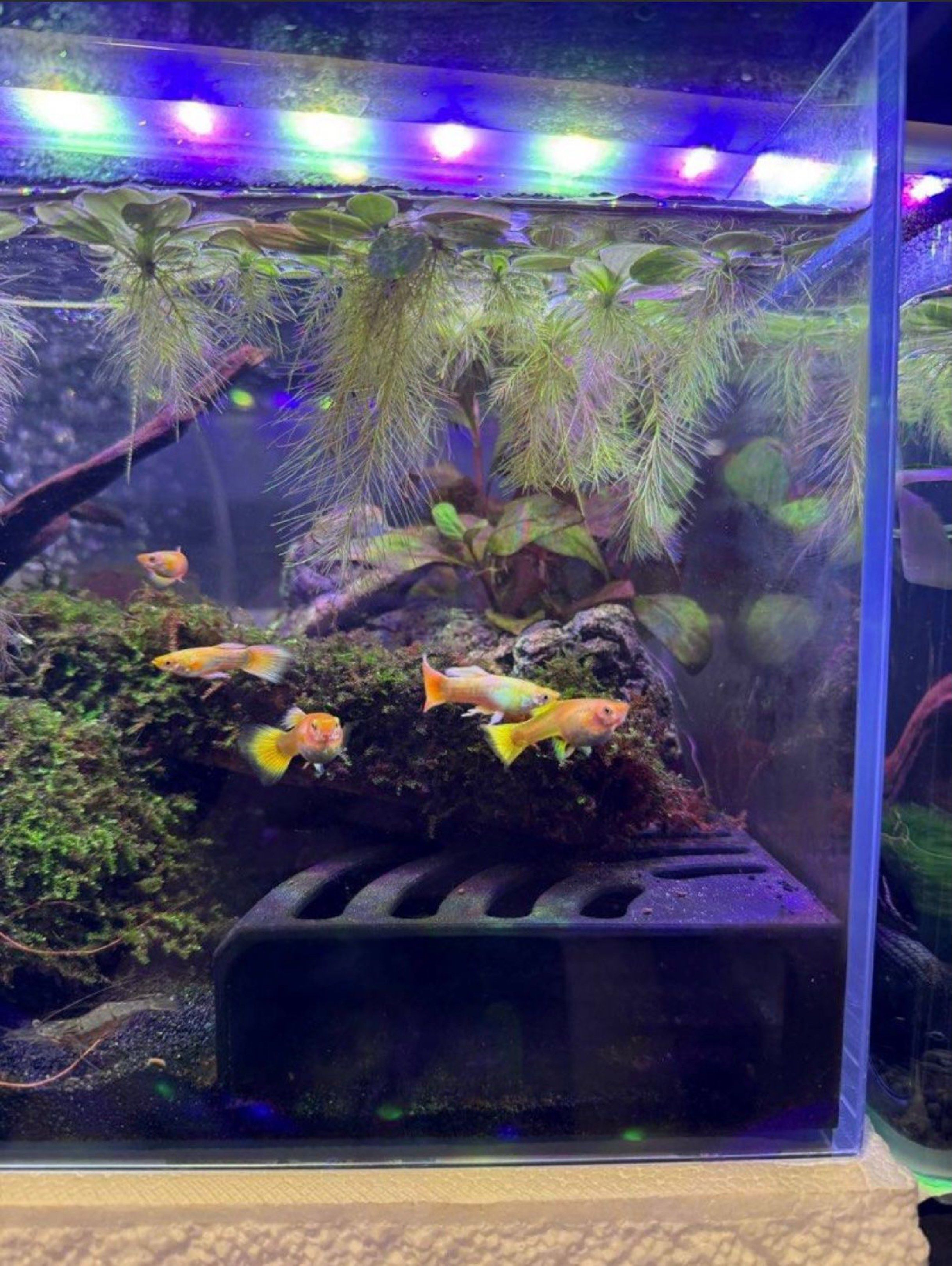 Corner Fish Hideout/ Cave for Guppies and Shrimp, Pet Supplies, Homes ...