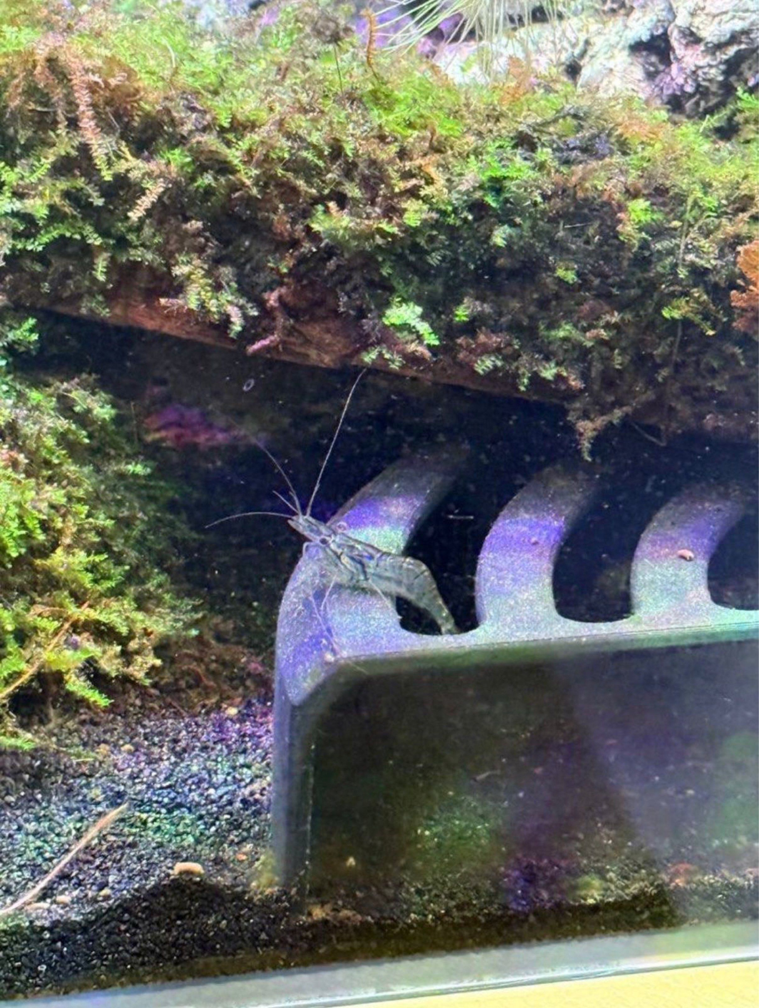 Corner Fish Hideout/ Cave for Guppies and Shrimp, Pet Supplies, Homes ...