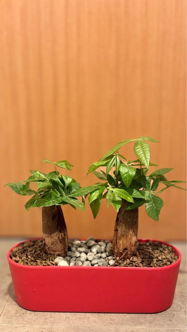 PACHIRA AQUATICA ‘MONEY TREE’ Lucky CNY Plant, Furniture & Home Living ...