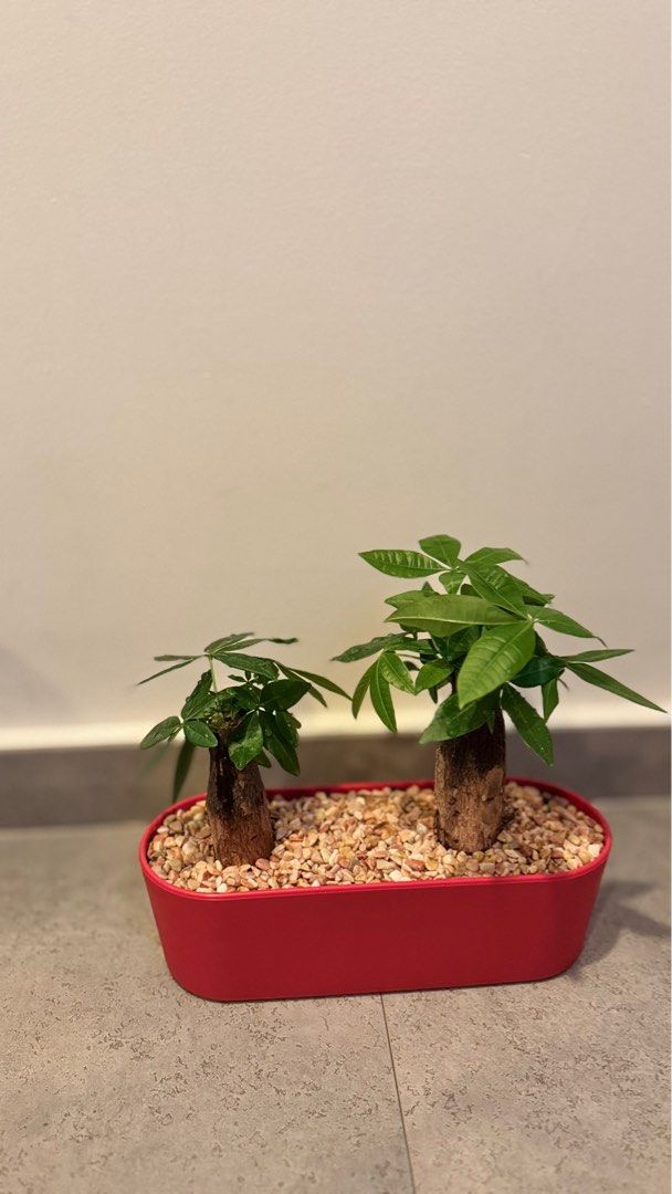 PACHIRA AQUATICA ‘MONEY TREE’ Lucky CNY Plant, Furniture & Home Living ...