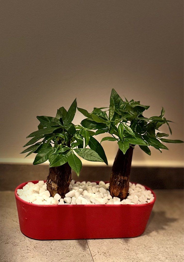 PACHIRA AQUATICA ‘MONEY TREE’ Lucky CNY Plant, Furniture & Home Living ...