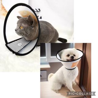 Trustie Reflective Safety Pet Collar, Pet Supplies, Homes & Other Pet ...