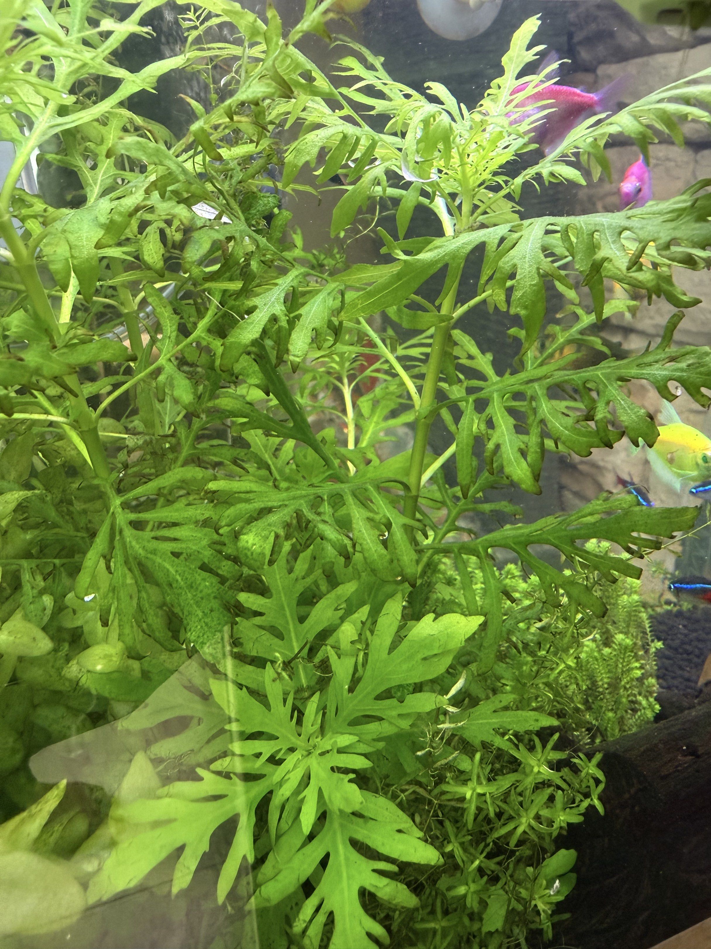Aquarium Plant - Green, Healthy, Live, Furniture & Home Living ...