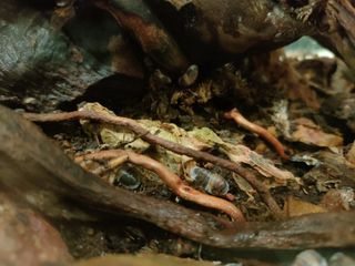 Porcellionides Pruinosus 'Powder Blue' Isopods, Pet Supplies, Pet Food ...