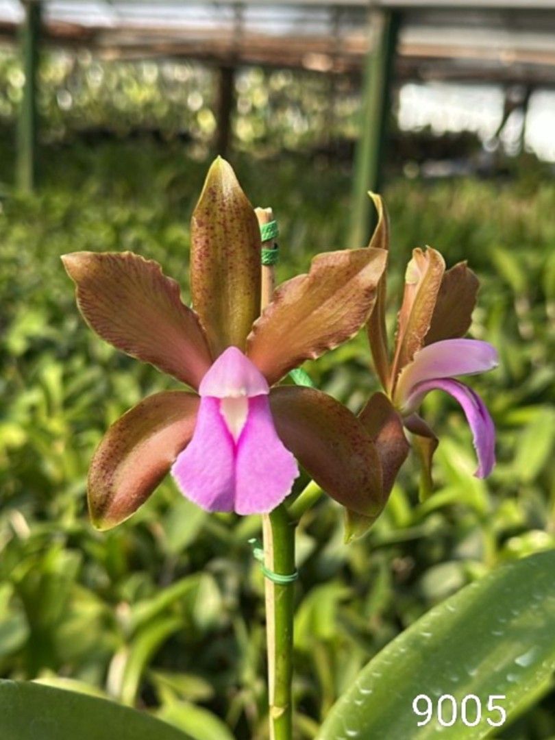 Cattleya bicolor tipo ‘Rocha’, Furniture & Home Living, Gardening ...