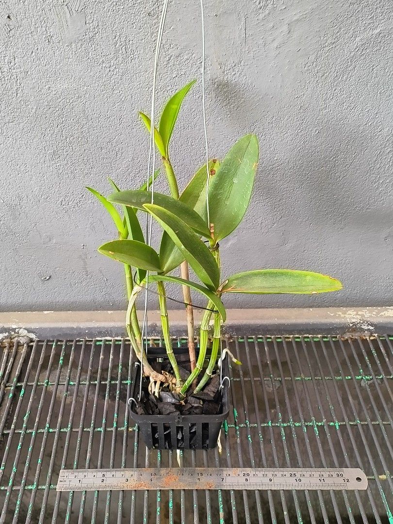 Cattleya bicolor tipo ‘Rocha’, Furniture & Home Living, Gardening ...