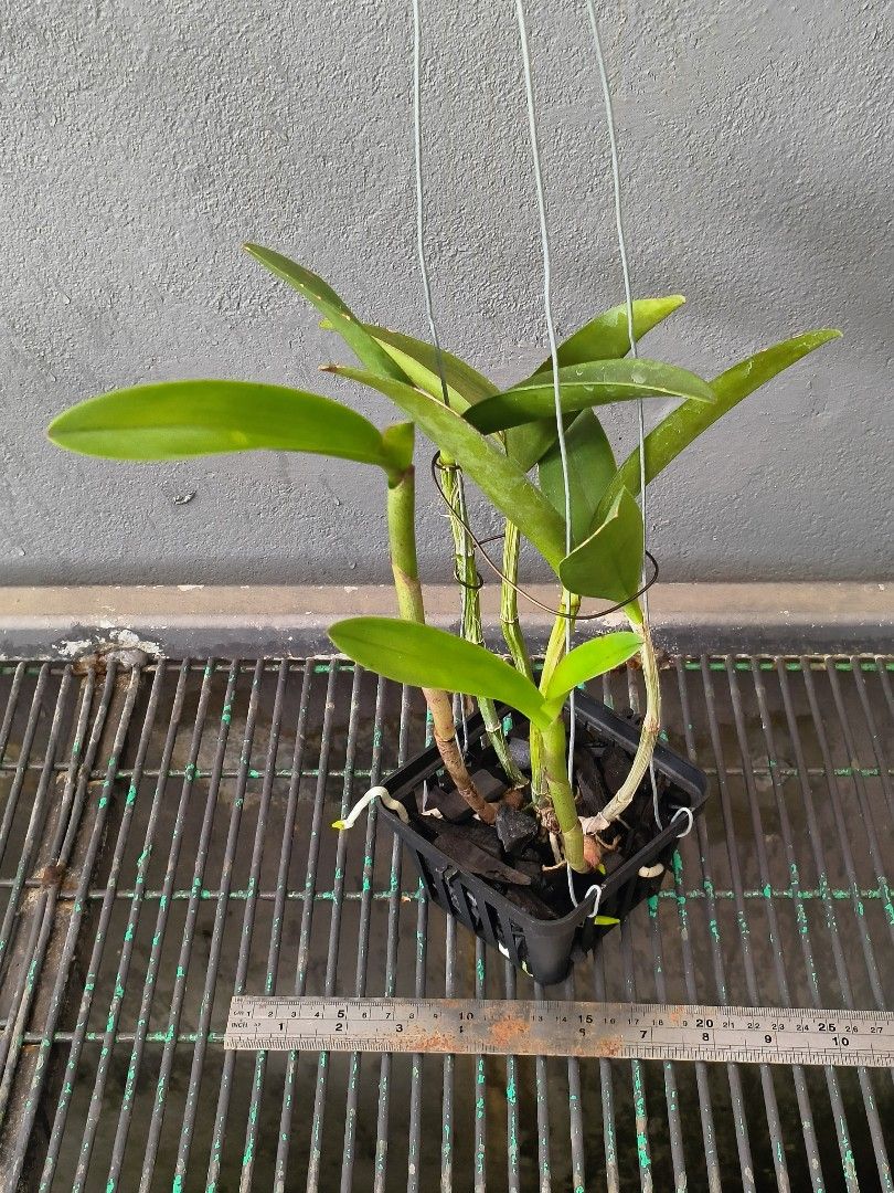 Cattleya bicolor tipo ‘Rocha’, Furniture & Home Living, Gardening ...