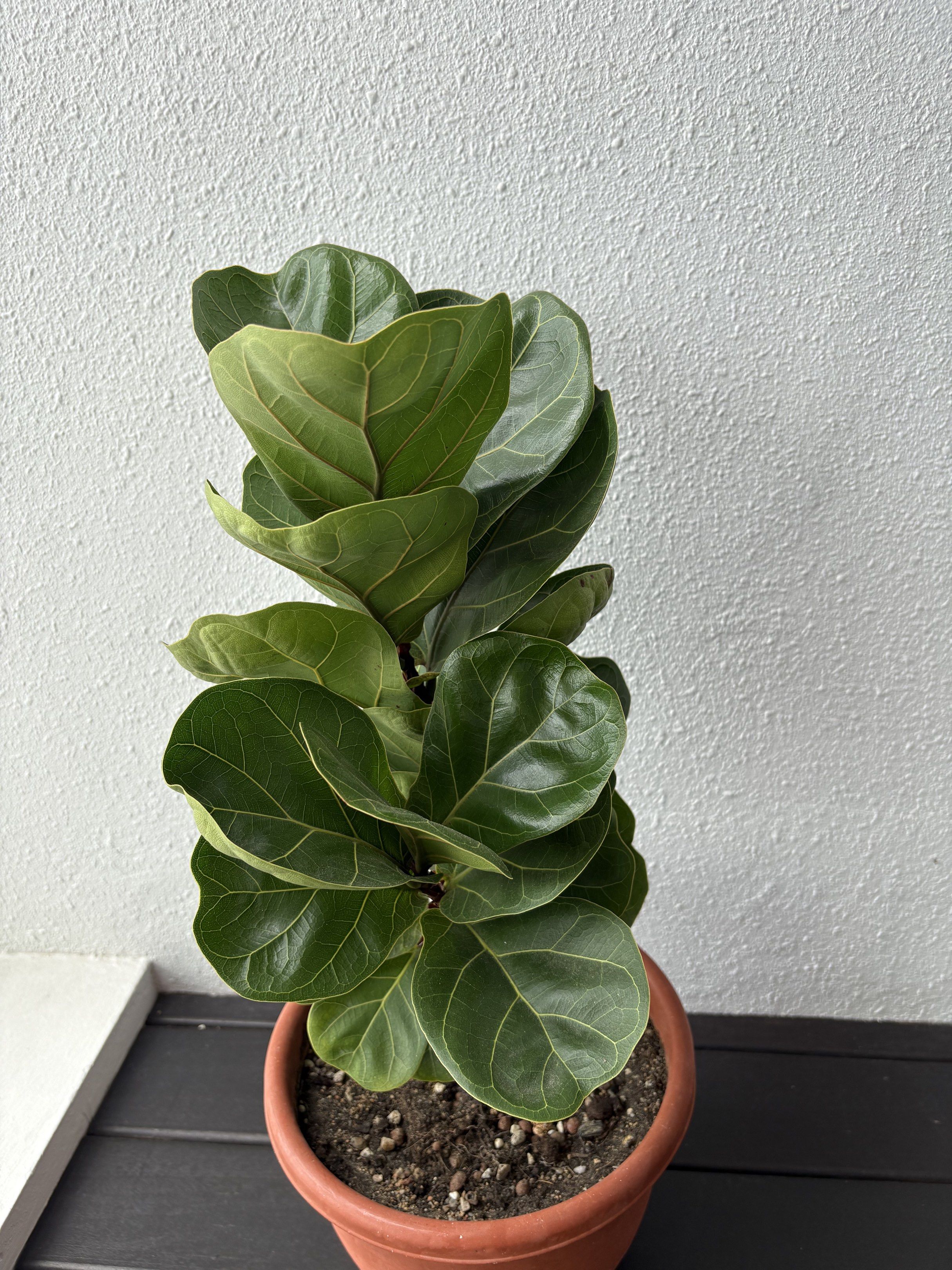 Fiddle Leaf Fig | Fiscus Lyrata, Furniture & Home Living, Gardening ...