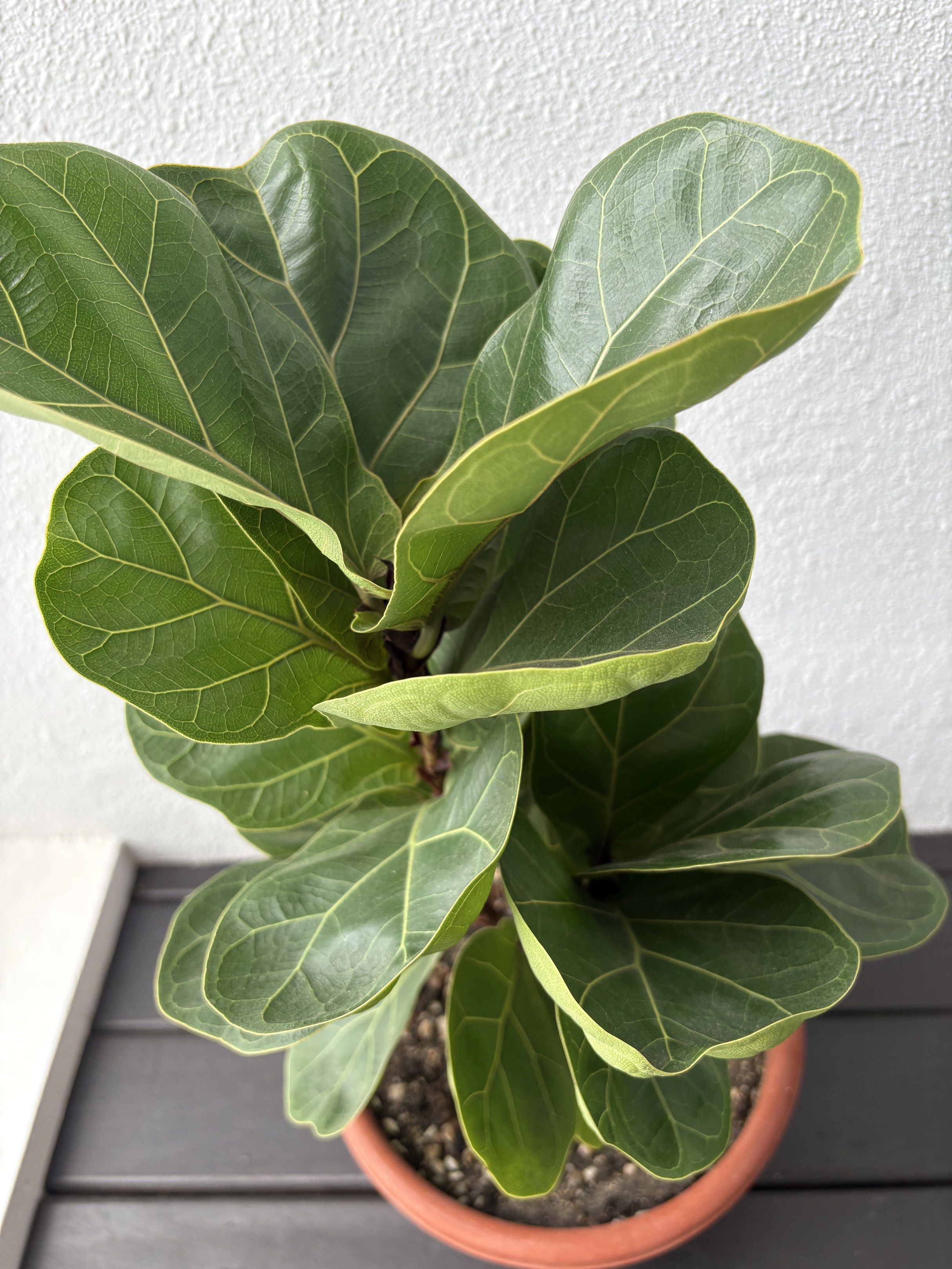 Fiddle Leaf Fig | Fiscus Lyrata, Furniture & Home Living, Gardening ...