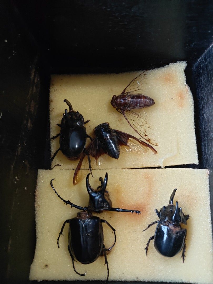 Insect Specimen Collection - Various Species, Hobbies & Toys, Toys ...