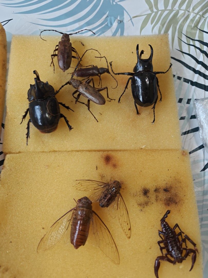 Insect Specimen Collection - Various Species, Hobbies & Toys, Toys ...