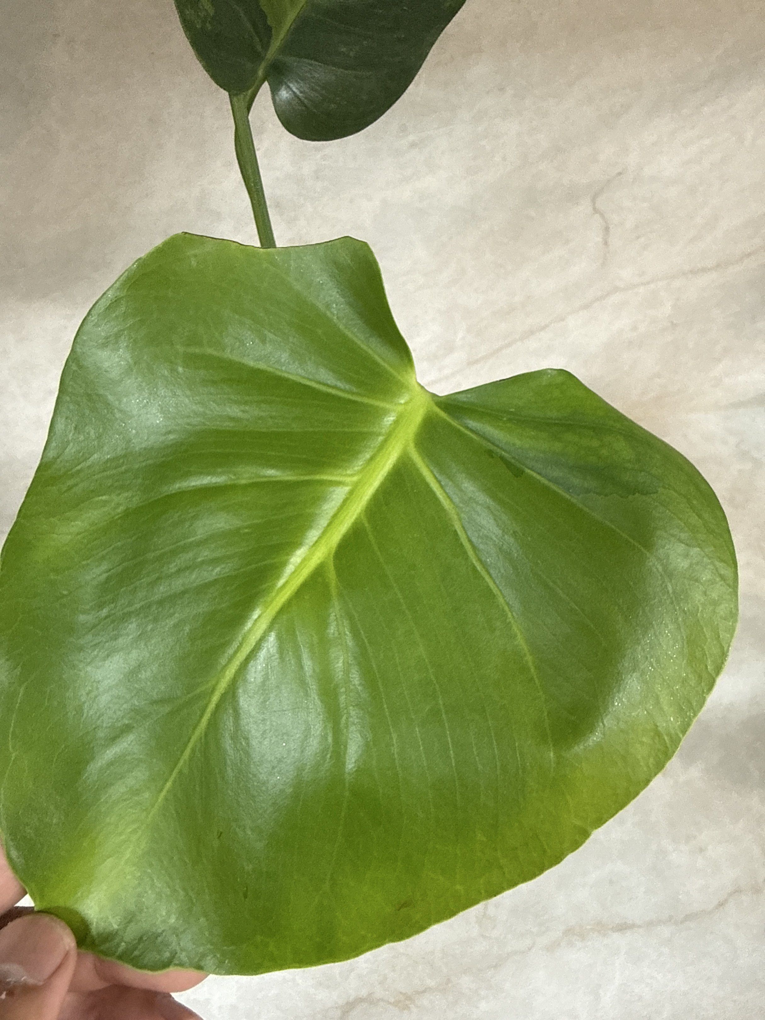 Monstera Deli Green on Green, Furniture & Home Living, Gardening ...