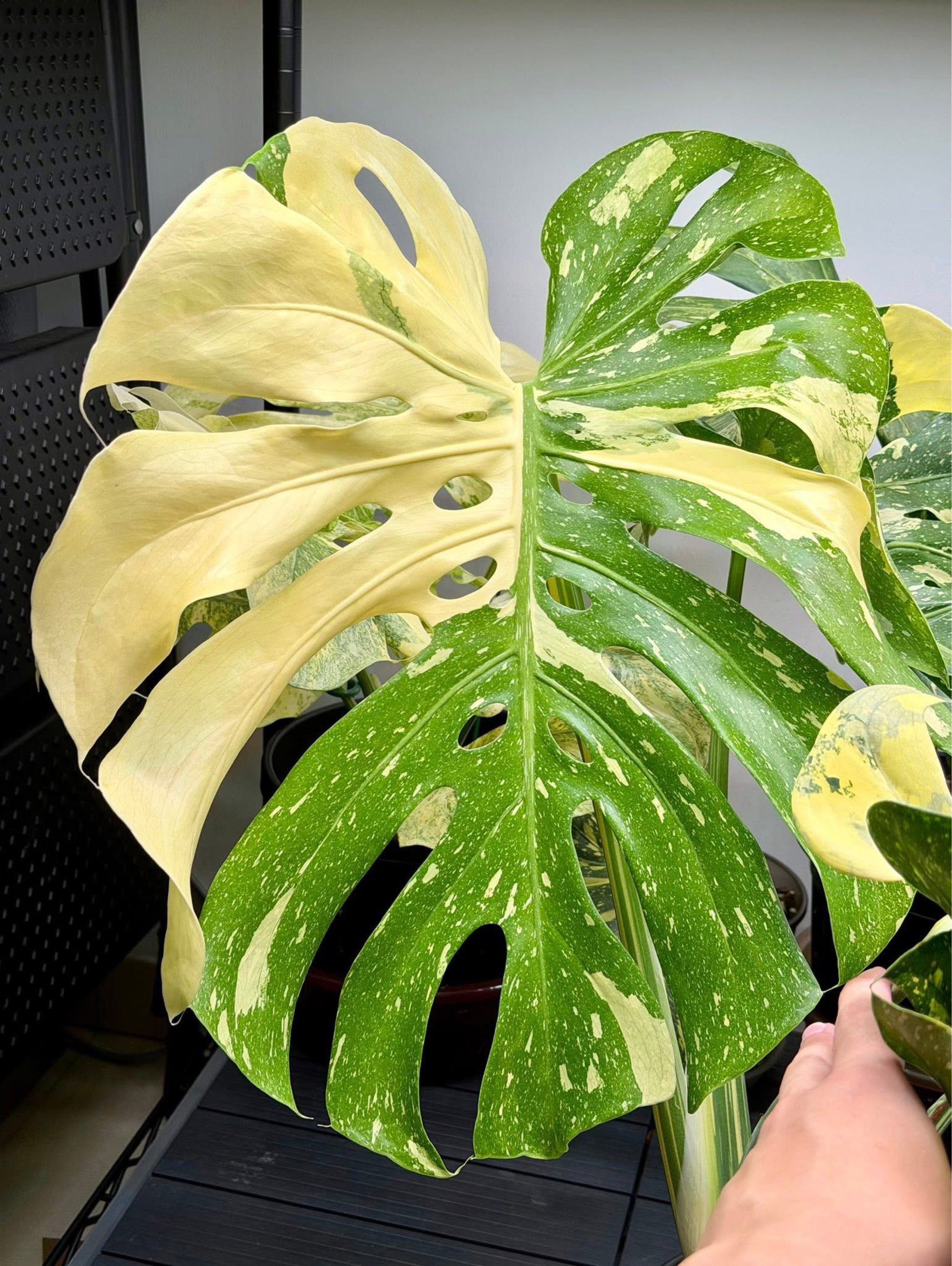 Monstera Thai Constellation Compacta (Prop), Furniture & Home Living ...
