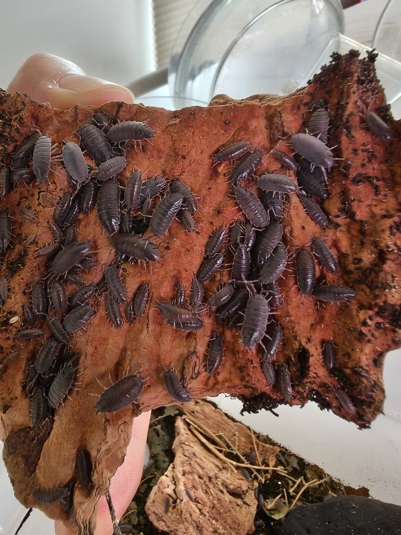Porcellionides Pruinosus 'Powder Blue' Isopods, Pet Supplies, Pet Food ...