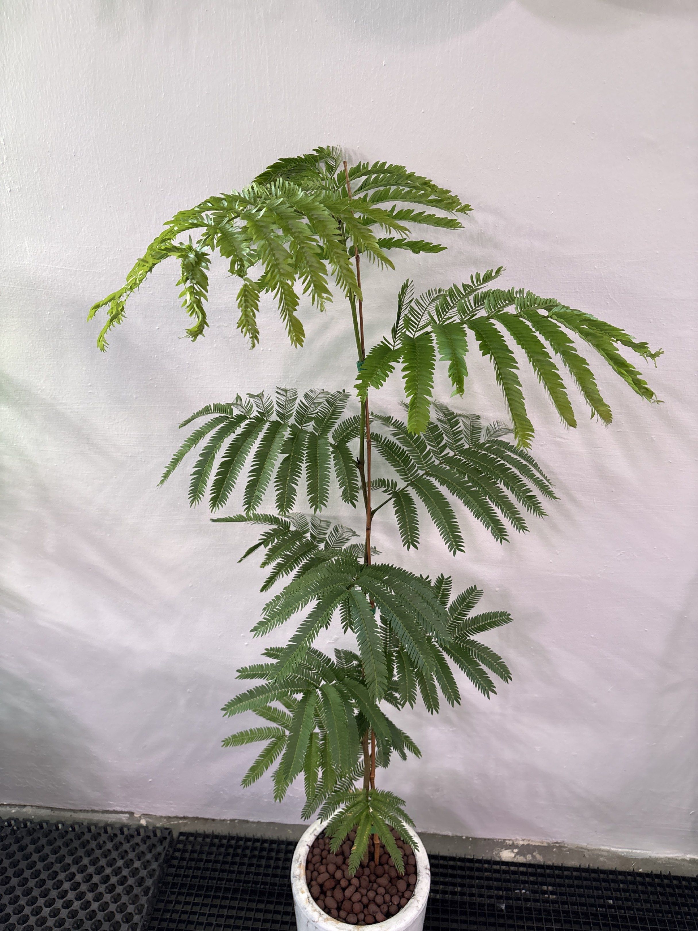 Everfresh Tree 4ft tall in ceramic pot, Furniture & Home Living ...