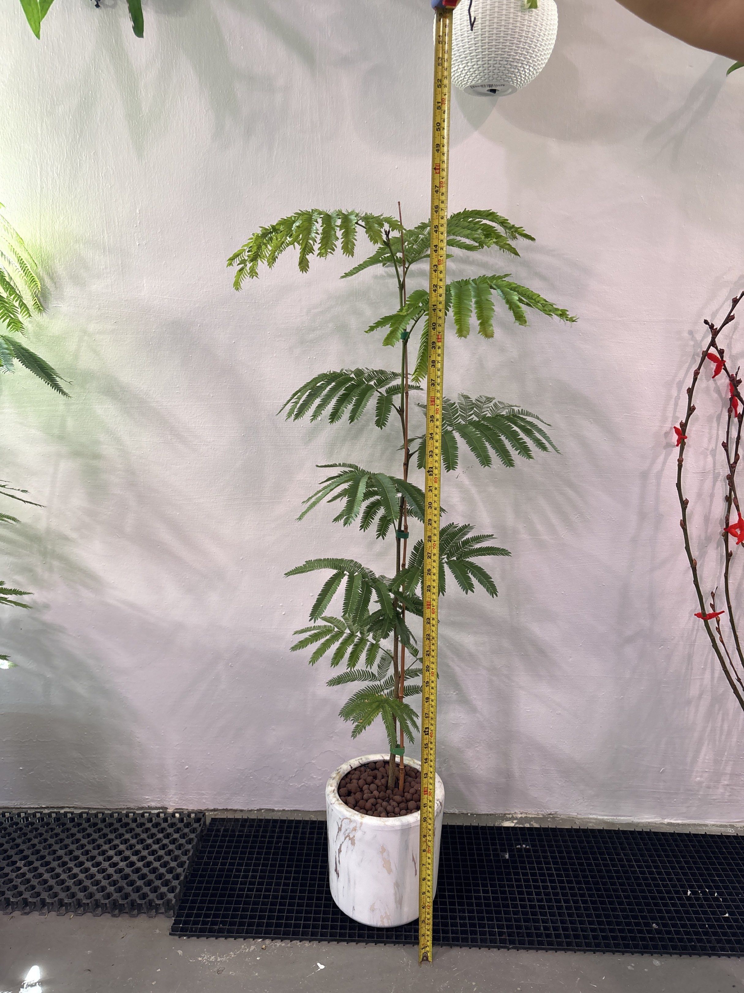 Everfresh Tree 4ft tall in ceramic pot, Furniture & Home Living ...