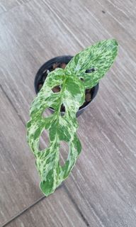 Monstera Adansonii Mottled, Furniture & Home Living, Gardening, Plants ...