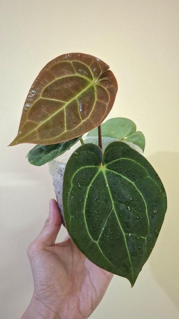 Sale! Anthurium Bess x Crystal (Besseae x Crystallinum) Hybrid Aroid ...