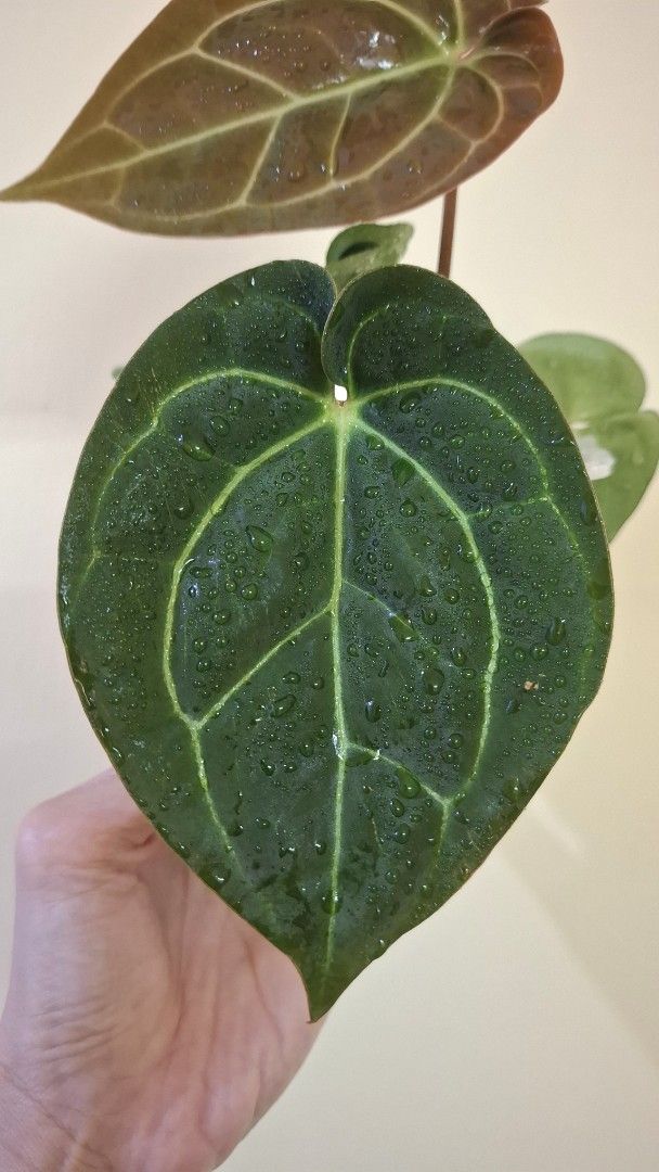 Sale! Anthurium Bess x Crystal (Besseae x Crystallinum) Hybrid Aroid ...